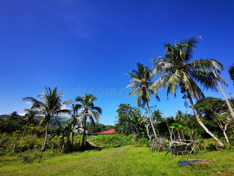 Beautiful Scenery during Sunny Day Green Grass and Coconut Trees. Stock ...