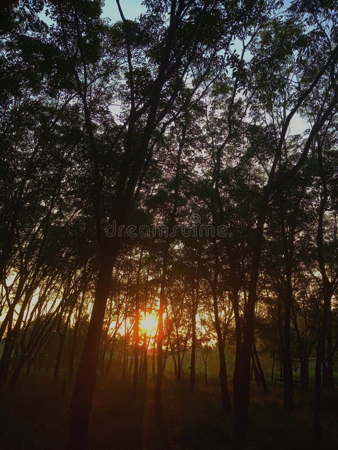 Beautiful Scenery Sunset Evening Forest Sunlight Stock Photo - Image of ...