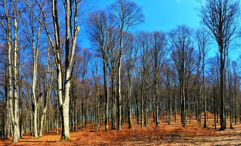 Beautiful Scenery of Tall Tree Trunks in a Forest on a Sunny Day Stock ...