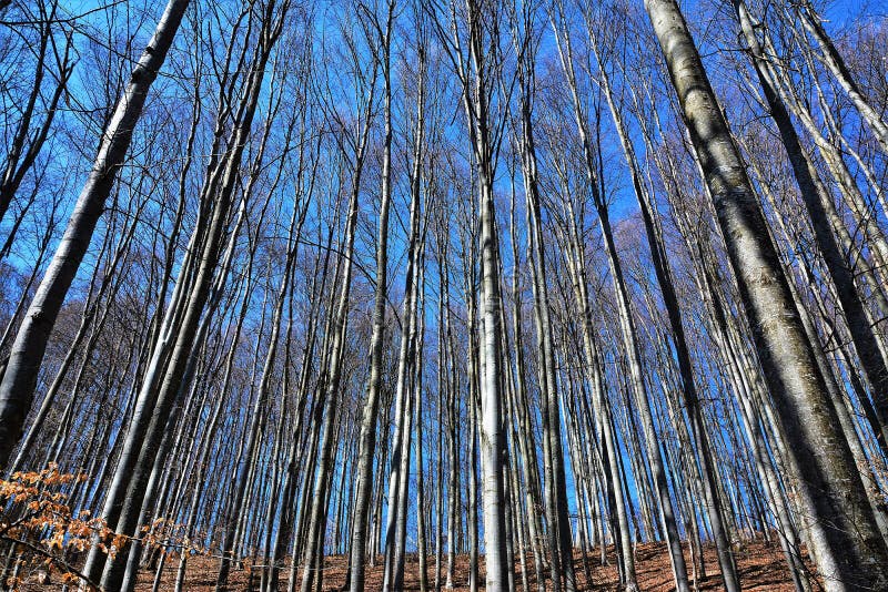 Beautiful Scenery of Tall Tree Trunks in a Forest on a Sunny Day Stock ...
