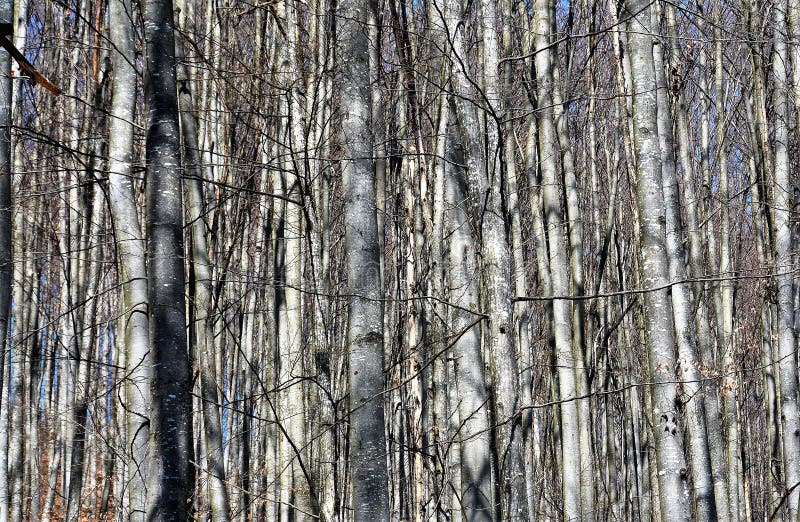Beautiful Scenery of Tall Tree Trunks in a Forest on a Sunny Day Stock ...