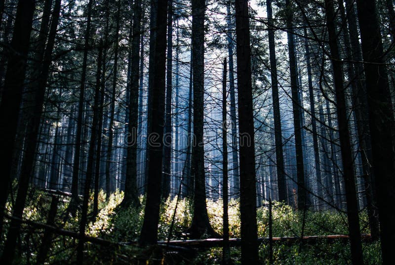 Beautiful Scenery of the Tall Trees in the Forest Stock Image - Image ...