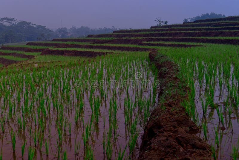 Beautiful Scenery in the Terraced Rice Fields Stock Image - Image of ...