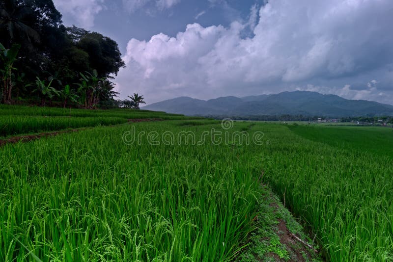 Beautiful Scenery in the Terraced Rice Fields Stock Photo - Image of ...