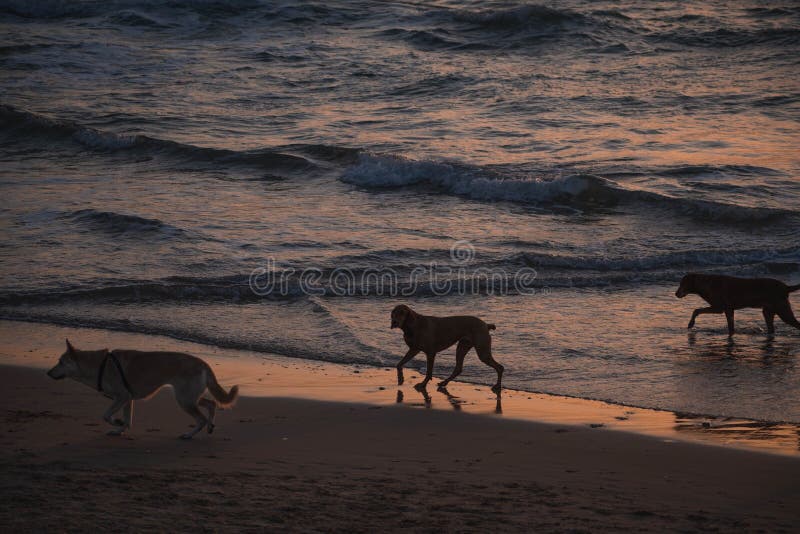 Beautiful Scenery of Tree Big Dogs Running and Playing at the Sandy ...