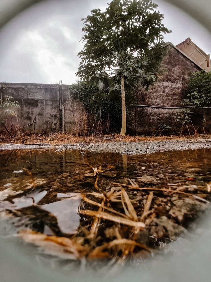 Beautiful Scenery Tree after Rain in the Park Stock Image - Image of ...