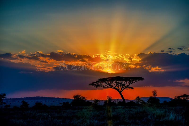Beautiful Scenery of a Tree in the Savanna Plains during Sunset ...