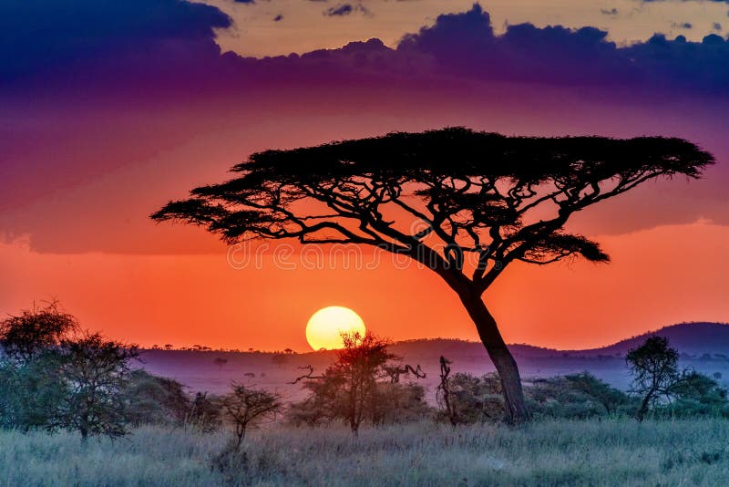 Beautiful Scenery of a Tree in the Savanna Plains during Sunset ...