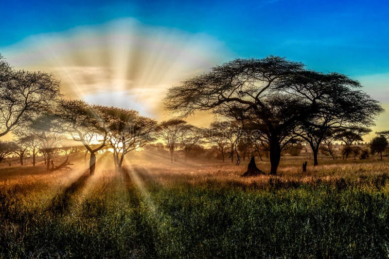 Beautiful Scenery of a Tree in the Savanna Plains during Sunset ...