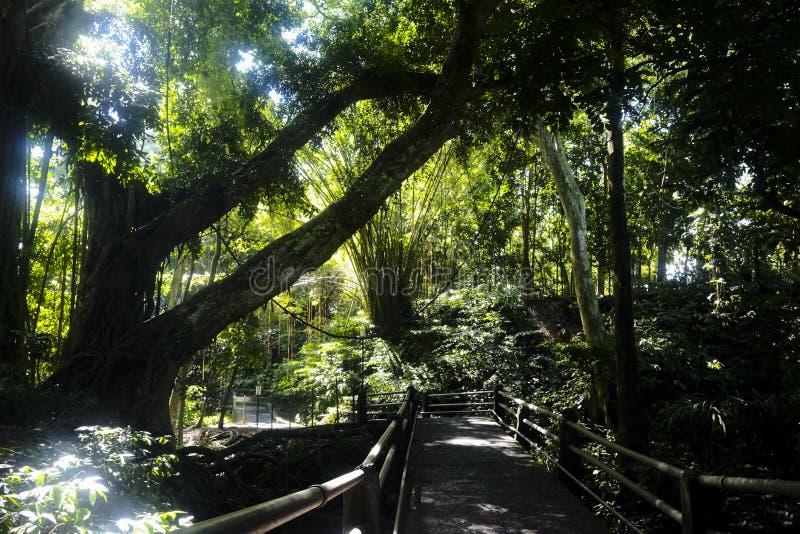 Trees in a Forest in Ubud, Bali. Stock Image - Image of tropical ...