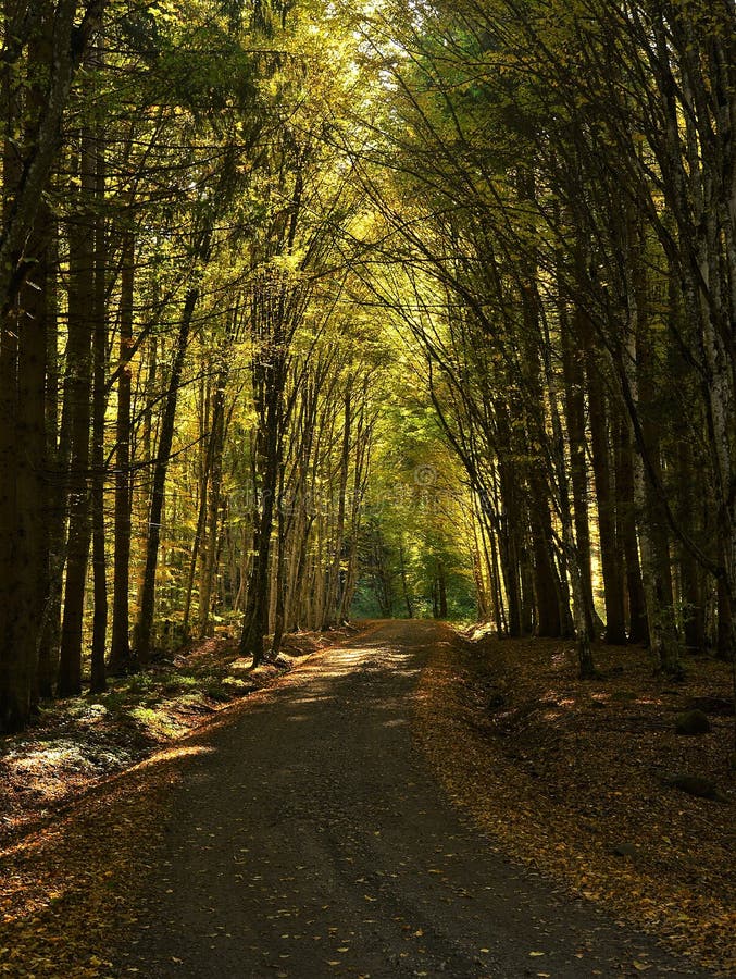 Beautiful Scenery of a Tunnel of Trees in a Forest Stock Image - Image ...