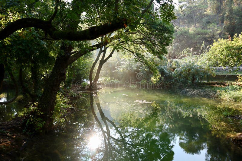 Beautiful Scenery of Vegetation with Reflection in a Swamp Stock Image ...