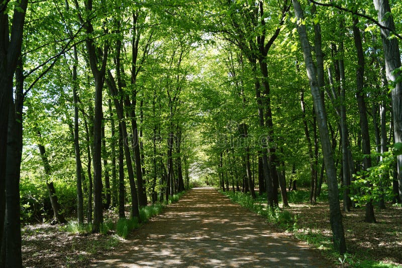 Beautiful Scenery and a Wonderful View Stock Photo - Image of forest ...