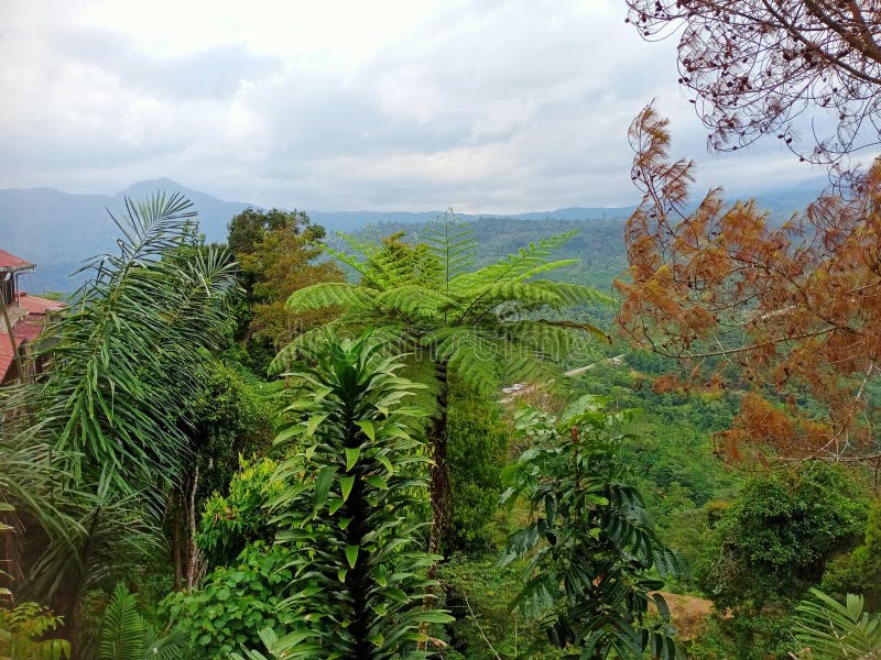 Beautiful Scenery with Views of Green Trees Stock Image - Image of ...