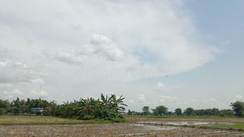 Beautiful Scenery on Village when the Farm To Process the Land Stock ...