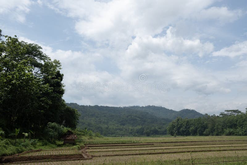 Kuningan wet java stock image. Image of farming, background - 291354239