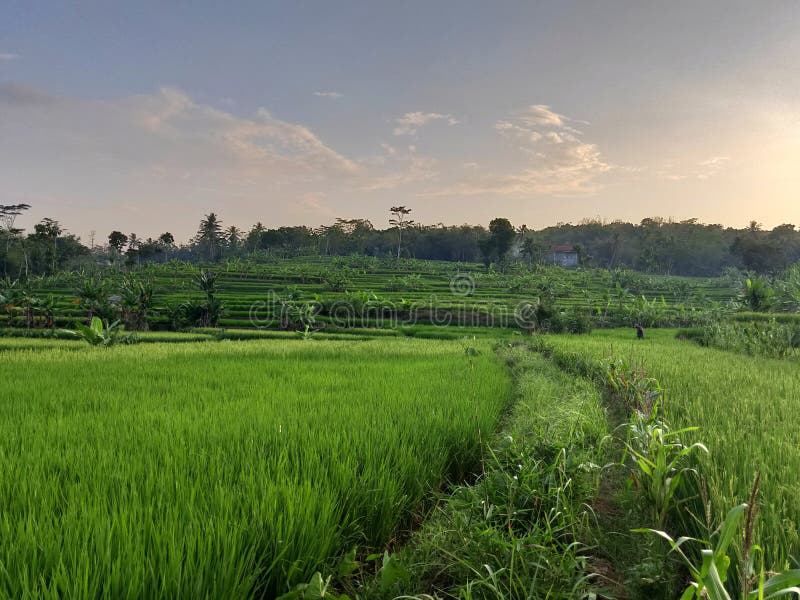 Beautiful Scenery in the Village To Refresh the Mind Stock Image ...