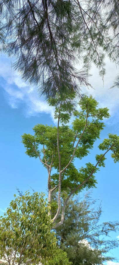 Beautiful Scenery Will Make Me Happy Stock Photo - Image of beautiful ...