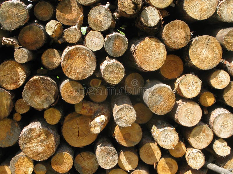 Beautiful Scenery of Wood Logs Bunch Under the Sunlight Stock Photo ...