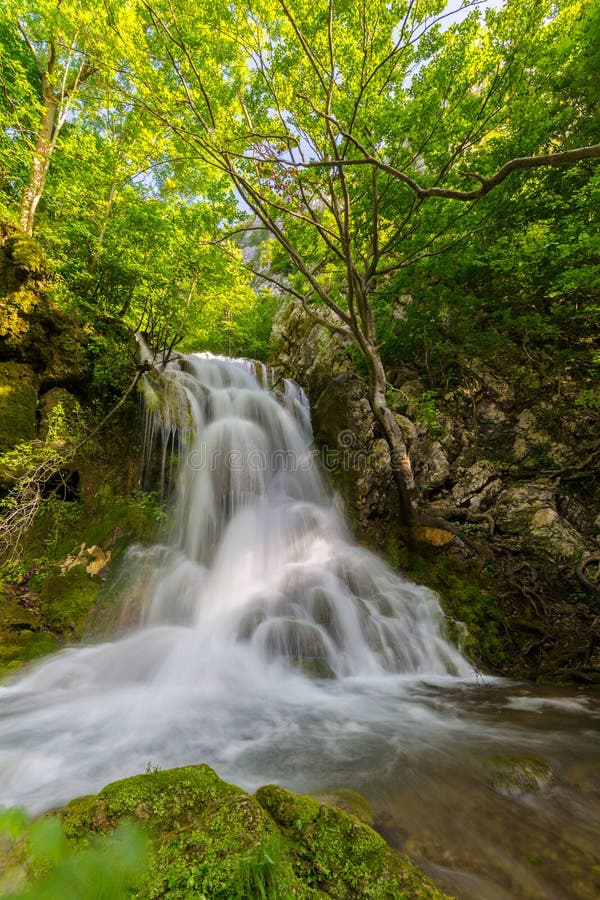 Beautiful Scenery in the Woods, with Lush Green Foliage in Spring Stock ...