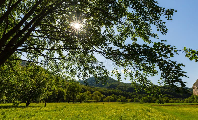 Beautiful Scenery in the Woods, with Lush Green Foliage in Spring Stock ...
