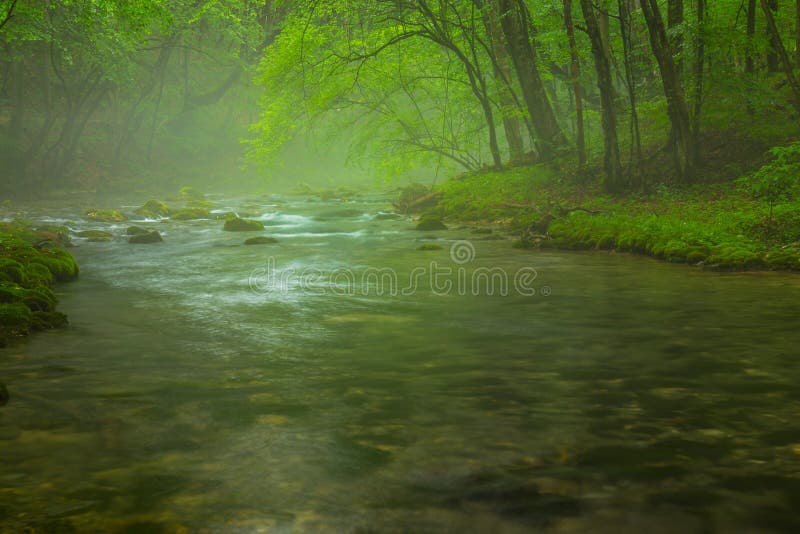 Beautiful Scenery in the Woods, with Lush Green Foliage in Spring Stock ...