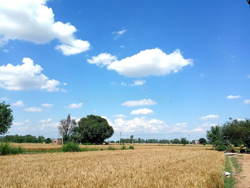 Blue Skyline Against the Wheat Field Stock Image - Image of blue ...