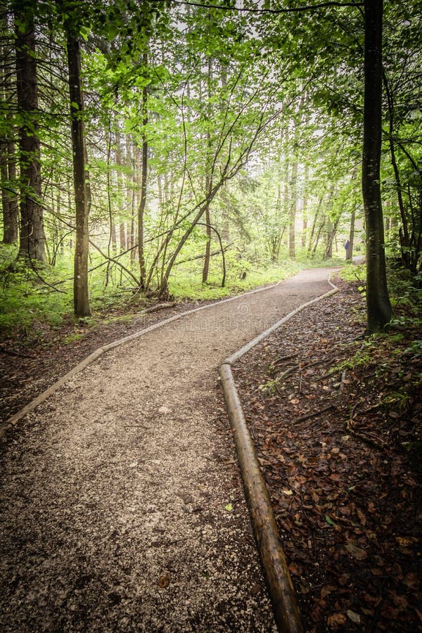 Beautiful Scenic Empty Forest Path Stock Photo - Image of nature ...