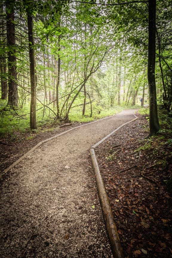 Beautiful Scenic Empty Forest Path Stock Photo - Image of nature ...
