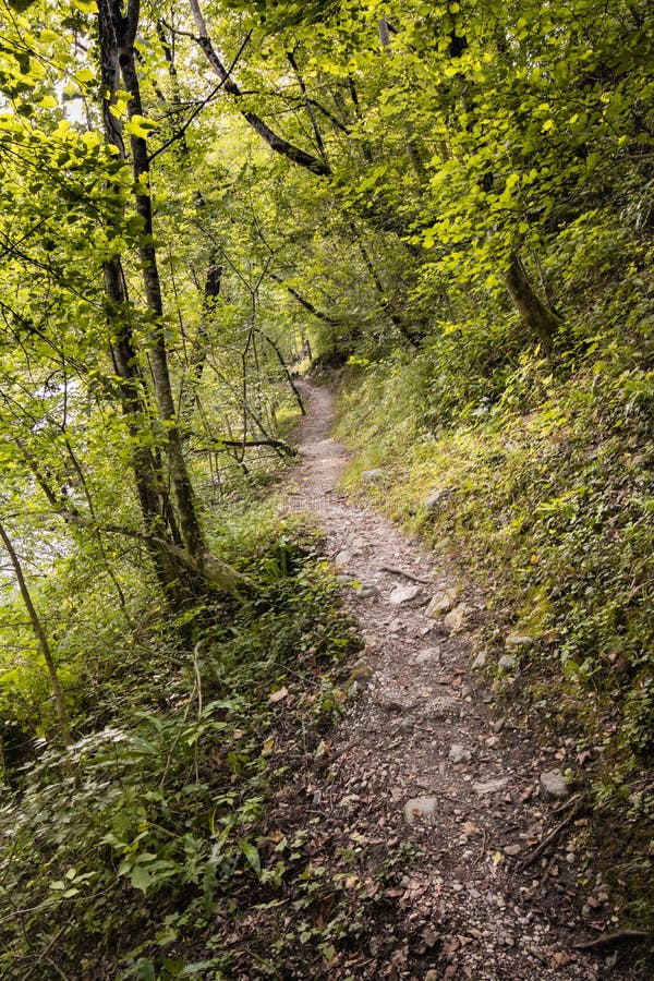 Beautiful Scenic Empty Forest Path Stock Image - Image of space ...