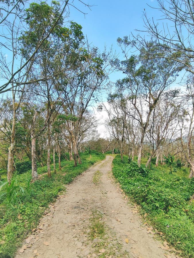 Beautiful Scenic Pathway in the Middle of the Forest Stock Photo ...