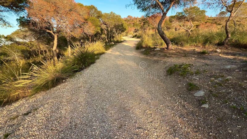 A Beautiful Scenic Pathway through Nature Surrounded by Lush, Vibrant ...
