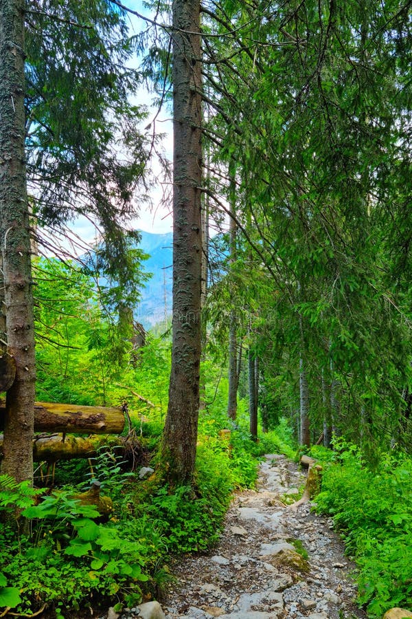 Beautiful Scenic Trail in the Mountains in the Forest. Stock Image ...