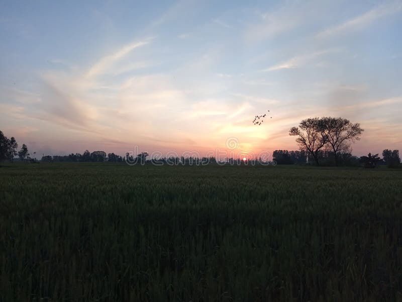 A Beautiful Scenic View of Sunset Against Grain Field. Stock Image ...