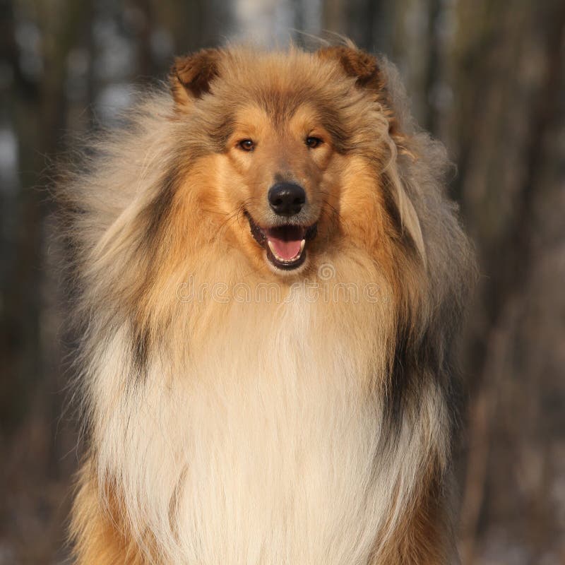 Beautiful Scotch Collie Smiling Stock Photos - Free & Royalty-Free ...