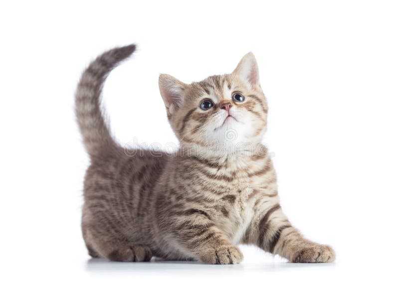 Beautiful Scottish Cat Kitten Profile Side View Isolated on White Stock ...