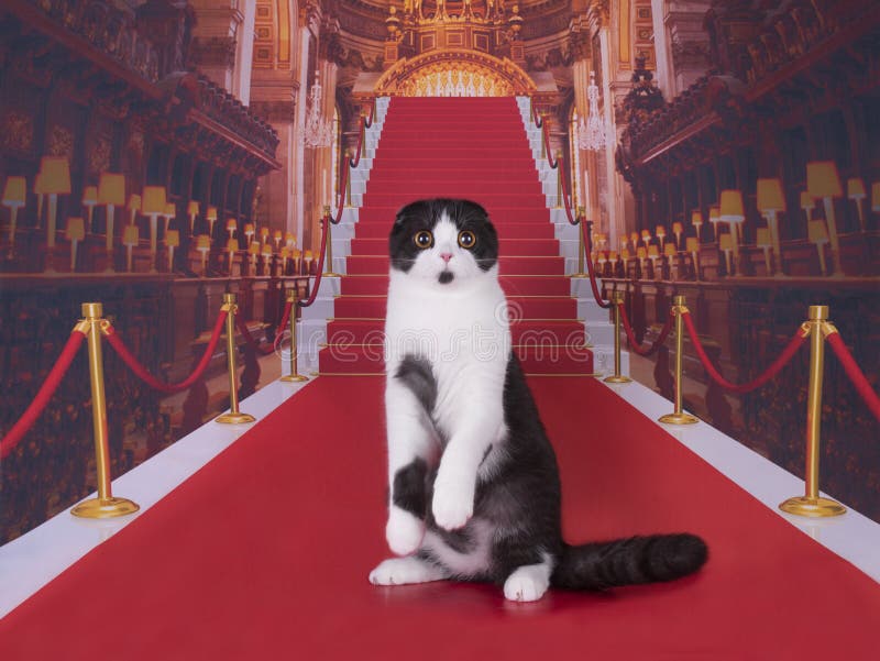 Beautiful Scottish Cat on the Red Carpet Stock Photo - Image of events ...
