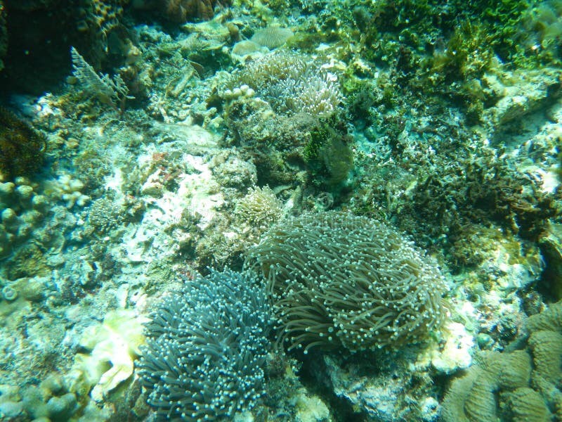 A Beautiful Sea Anemone with a Solid Coral Reef Base Stock Image ...