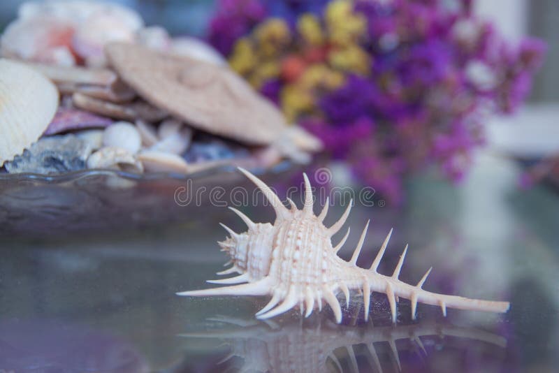 Beautiful Sea Background with Different Shells. Stock Image - Image of ...