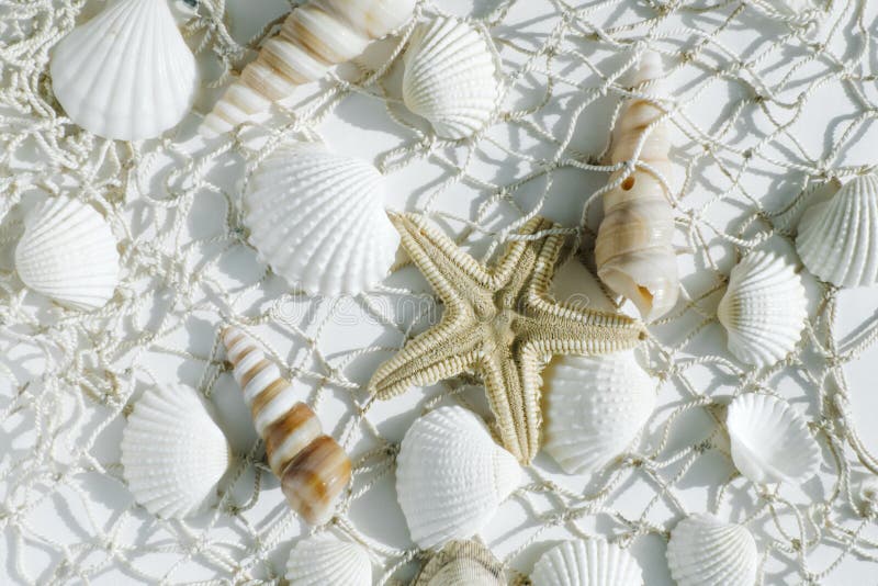Beautiful Sea Background with Seashells and Nets Stock Image - Image of ...