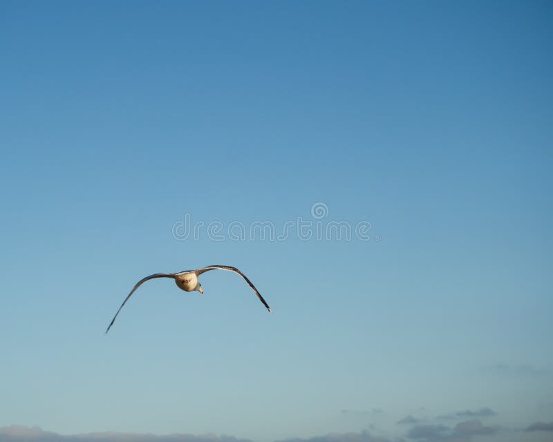 Beautiful Sea Bird Flying High in the Clear Blue Sky Stock Image ...