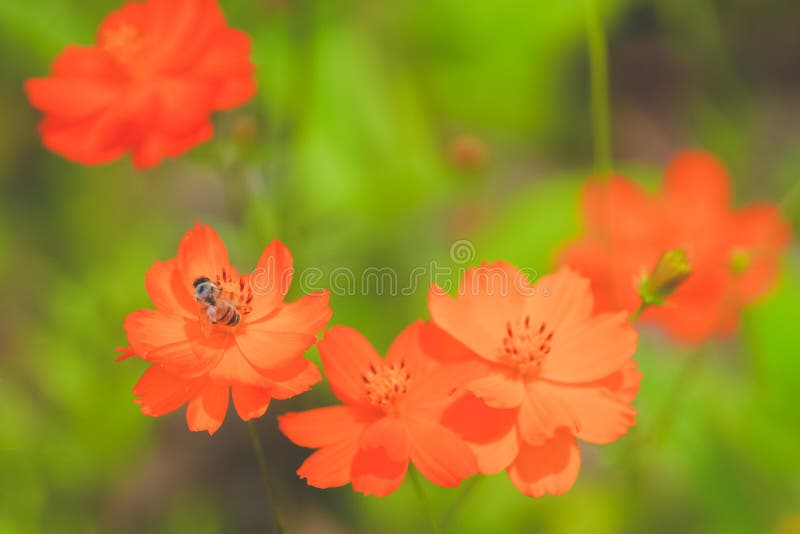 A beautiful sea of daisies stock photo. Image of field - 250373788