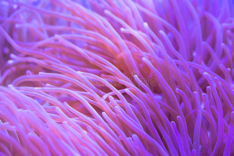 Beautiful Sea Flower in Underwater World with Corals and Fish Stock ...