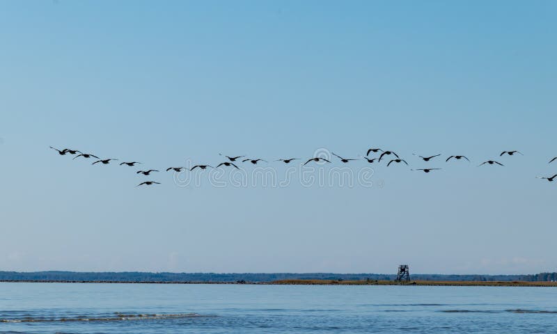 Sea Landscape with Flying Birds Over the Sea Stock Photo - Image of ...