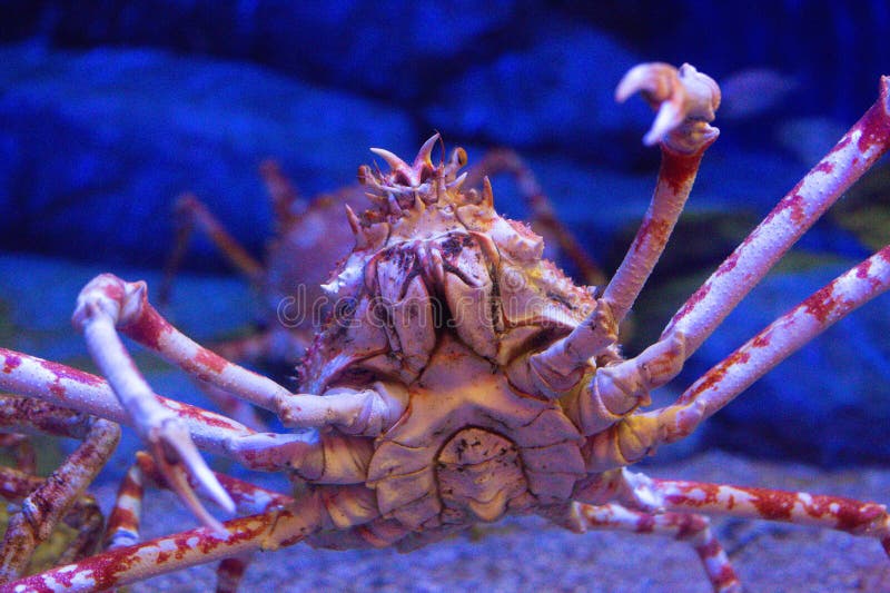 Beautiful Sea Pink Crab Blue Aquarium Stock Photos - Free & Royalty ...