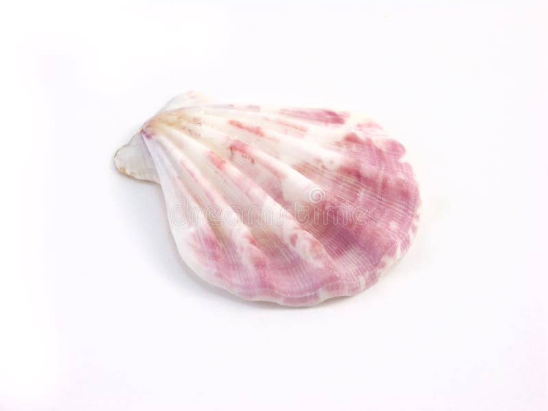 Radial Sea Shell Isolated stock image. Image of radial - 14164683