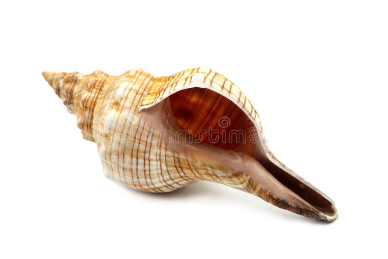 Beautiful Sea Shell stock image. Image of conchology - 18112093