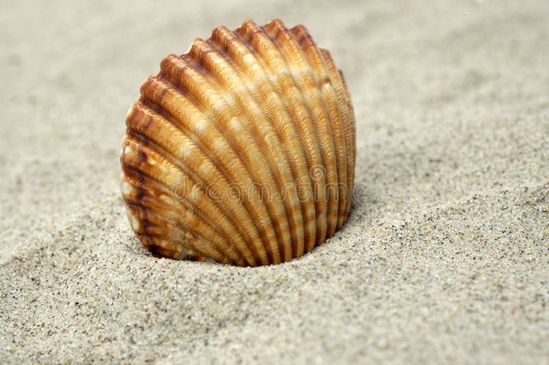 Beautiful Sea Shell stock image. Image of copy, vacations - 2443765