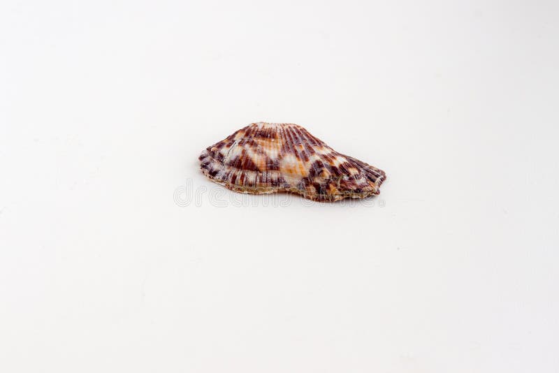 Beautiful Sea Shell Arca Zebra on a White Background Stock Image ...