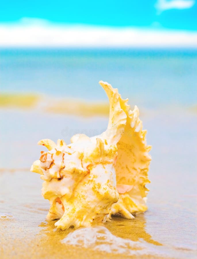 Beautiful Sea Shell on a Beach Stock Photo - Image of exotic, coast ...